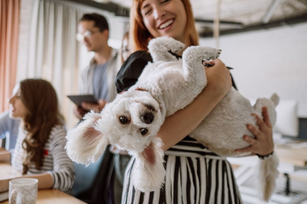 How To Host A Pet-Friendly Event In Your Community - EliteNinjaVideos